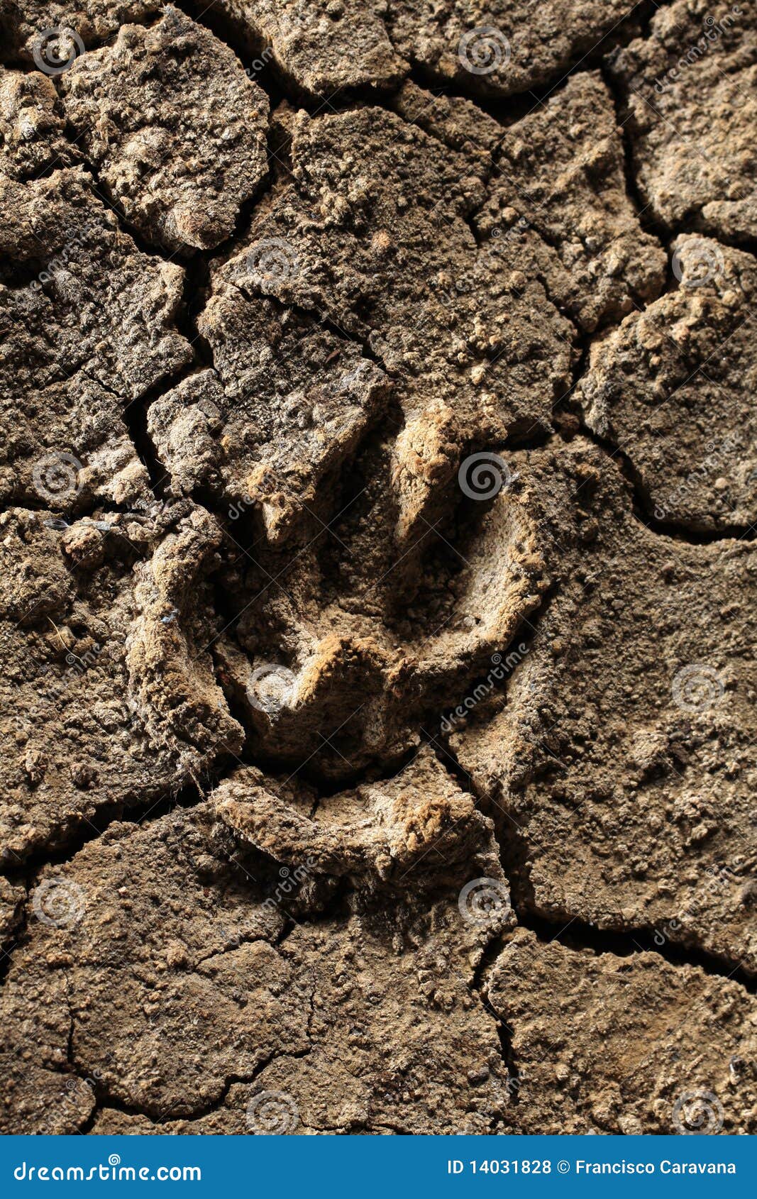Dog footprint stock photo. Image of broken, vertical - 14031828