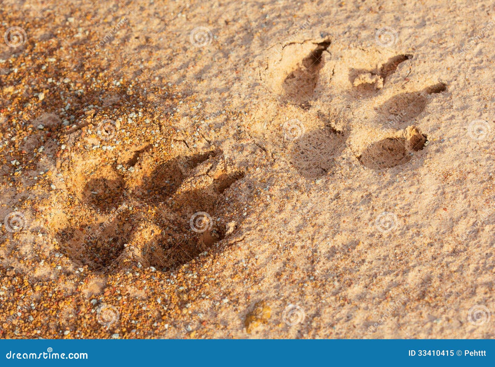 Dog Footprint Royalty Free Stock Photo - Image: 33410415