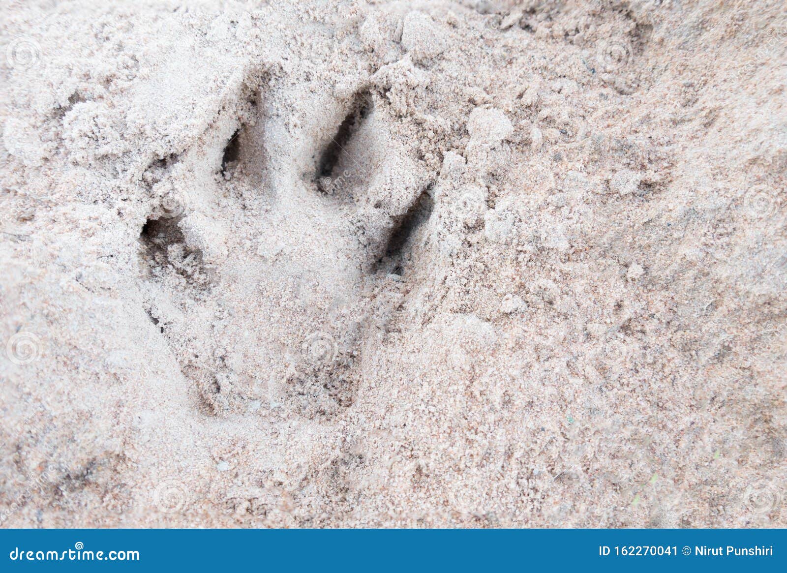 Dog footprint stock image. Image of environment, detail - 162270041