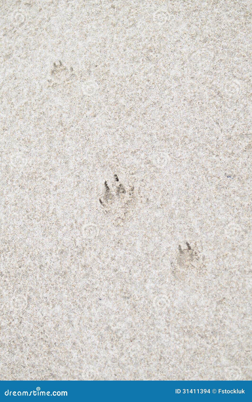 Dog Footprint on Sandy Beach Stock Photo - Image of print, foot: 31411394