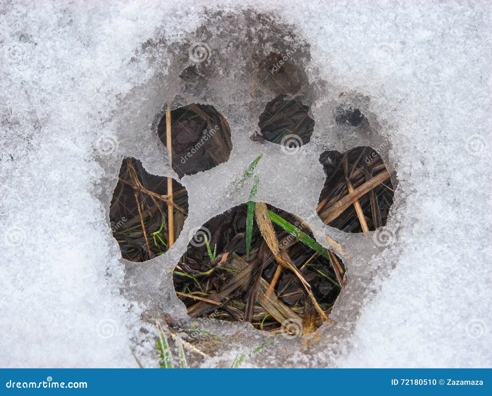 Dog footprint on the snow stock photo. Image of trail - 72180510