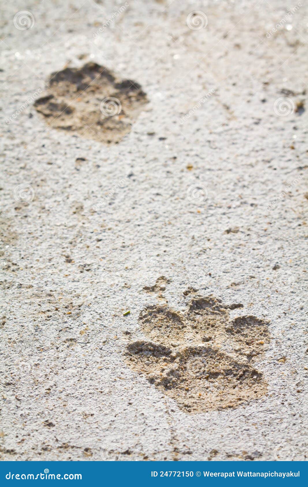 Dog Footprints Stock Photo - Image: 24772150