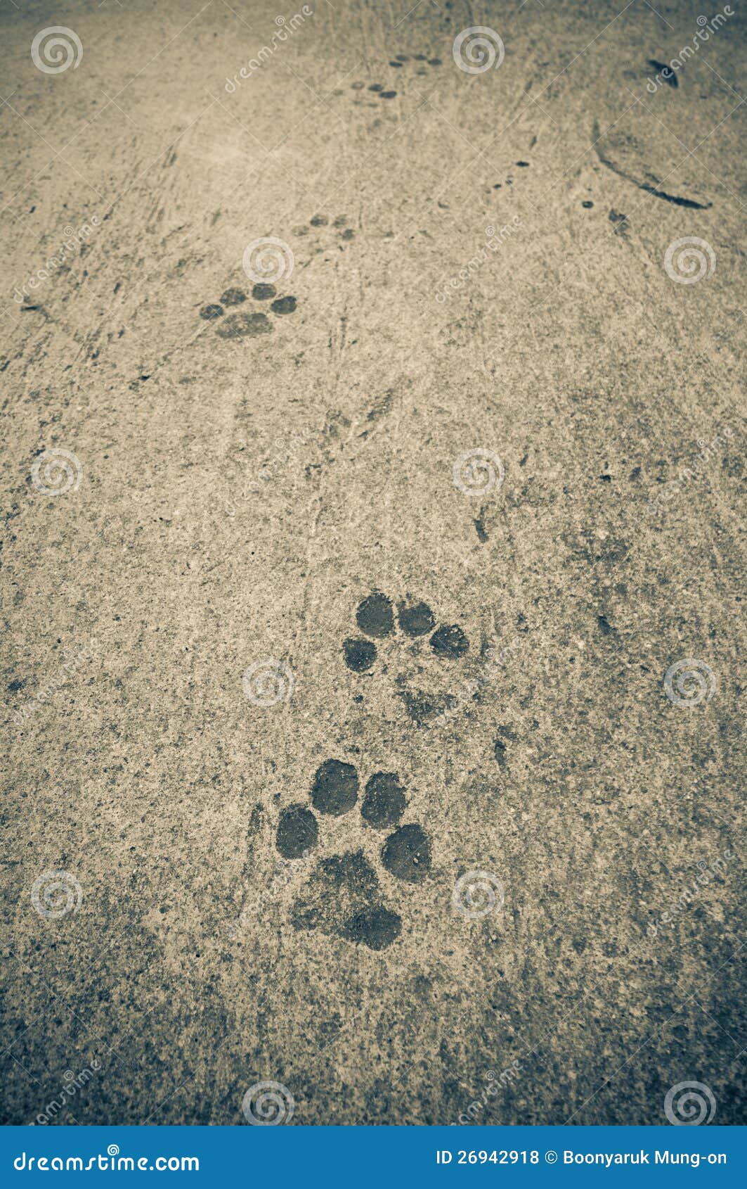 Dog footprints stock photo. Image of canine, footprint - 26942918