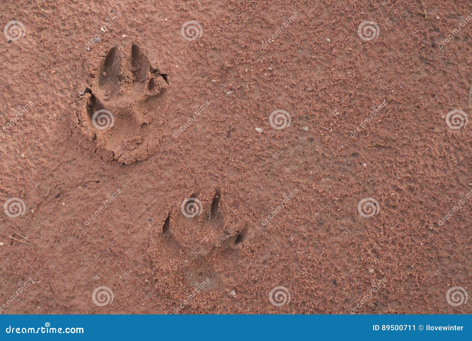 Dog footprints stock image. Image of nature, rural, path - 89500711