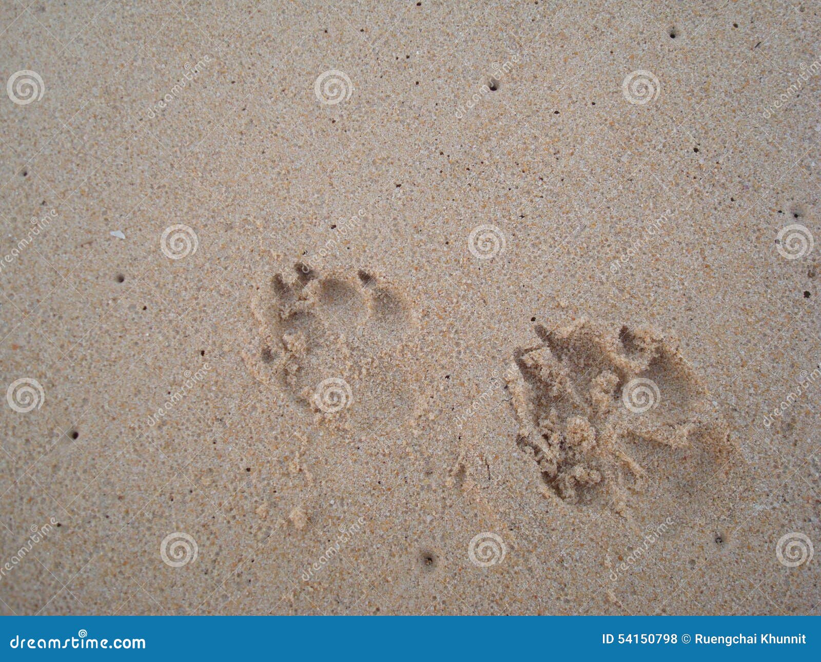 Dog footprints stock photo. Image of isolated, resting - 54150798
