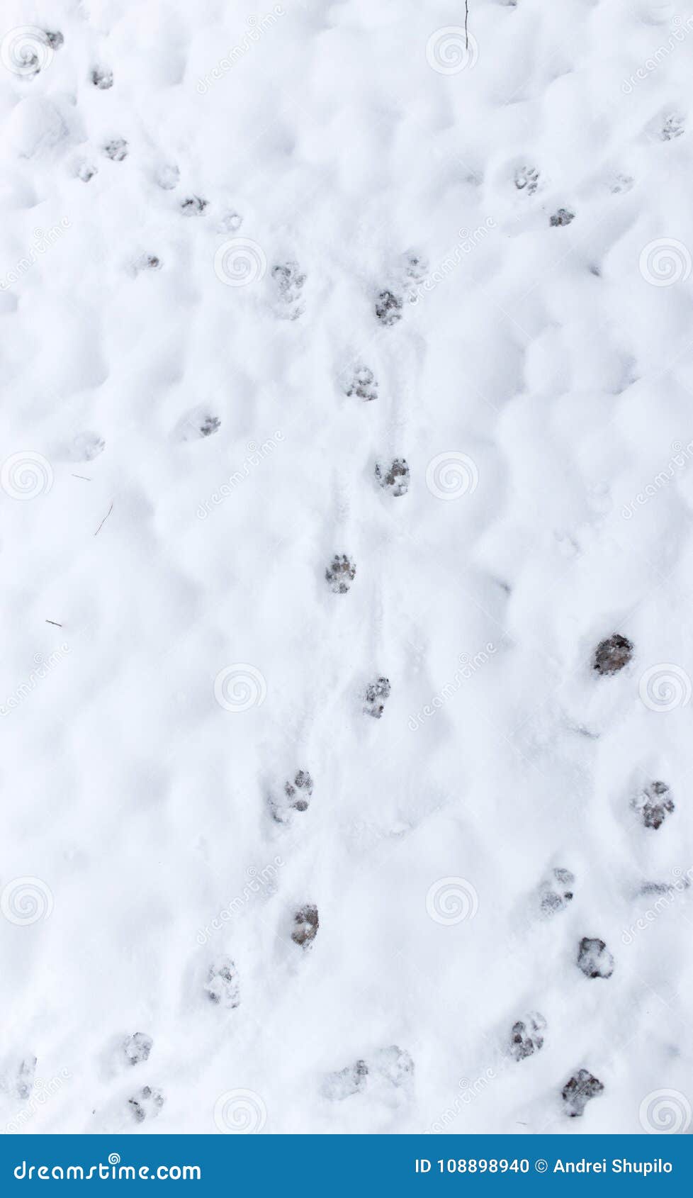 Dog footprints in the snow stock photo. Image of footprints - 108898940