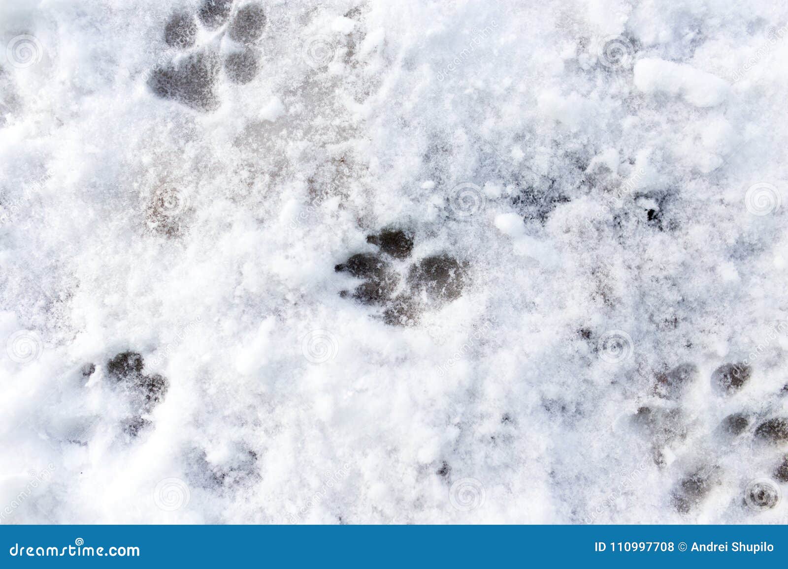 Dog footprints in the snow stock photo. Image of field - 110997708