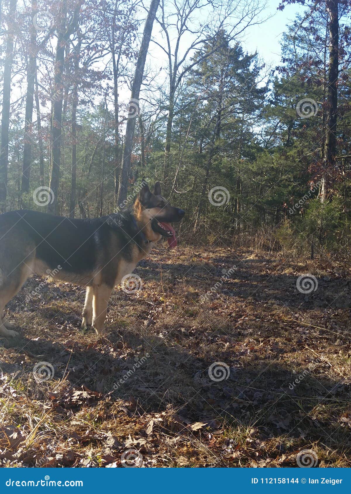 Dog in the forest stock photo. Image of wilderness, nature - 112158144