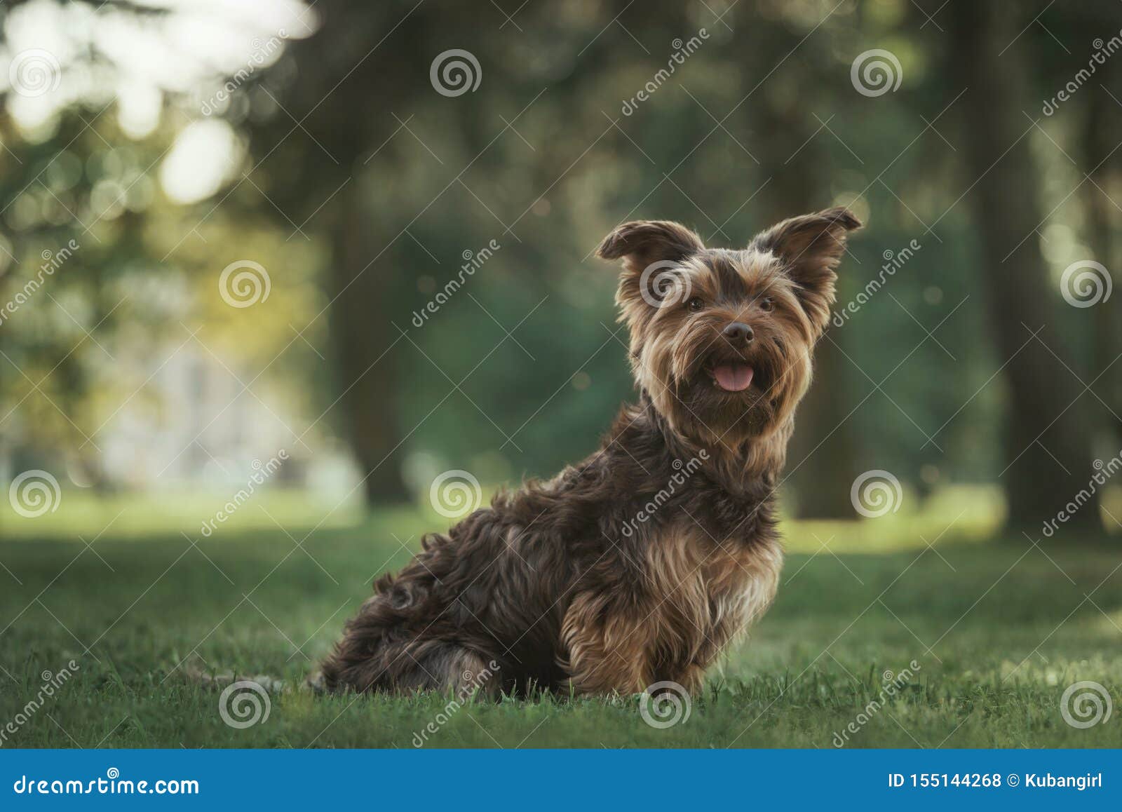 Dog in the forest stock photo. Image of forest, garden - 155144268