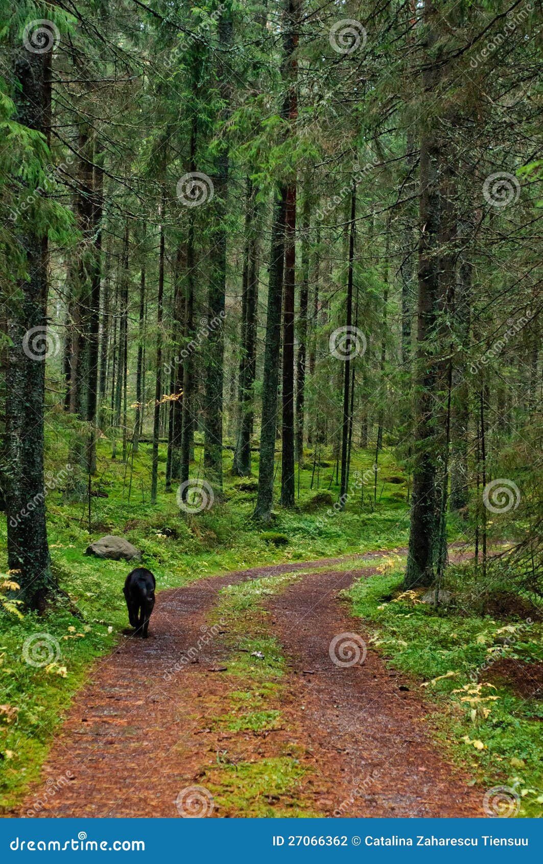 Dog in the forest stock photo. Image of season, nature - 27066362