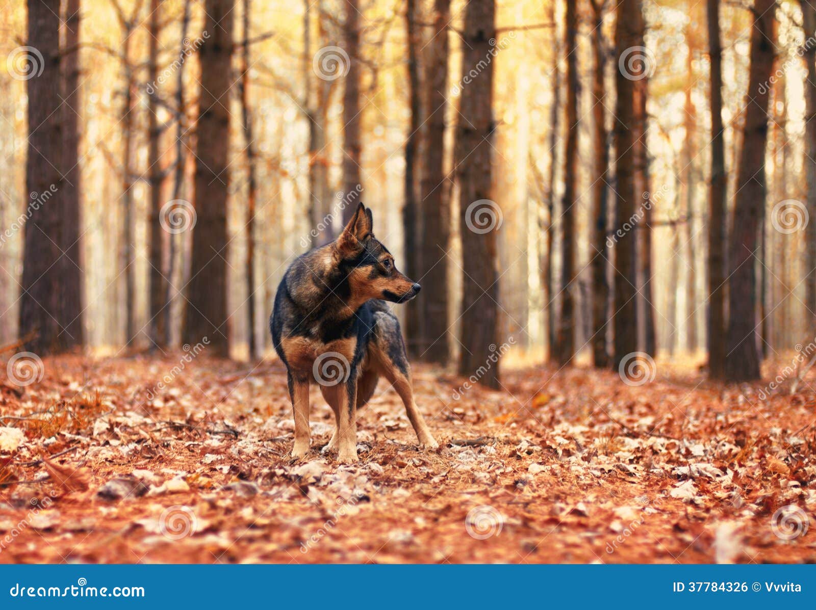 Dog in the forest stock photo. Image of life, evening - 37784326