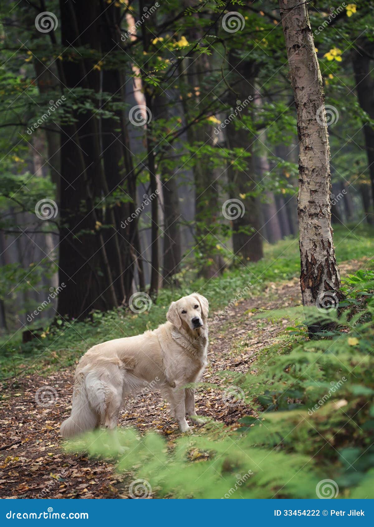 Dog in the forest stock photo. Image of happiness, family - 33454222