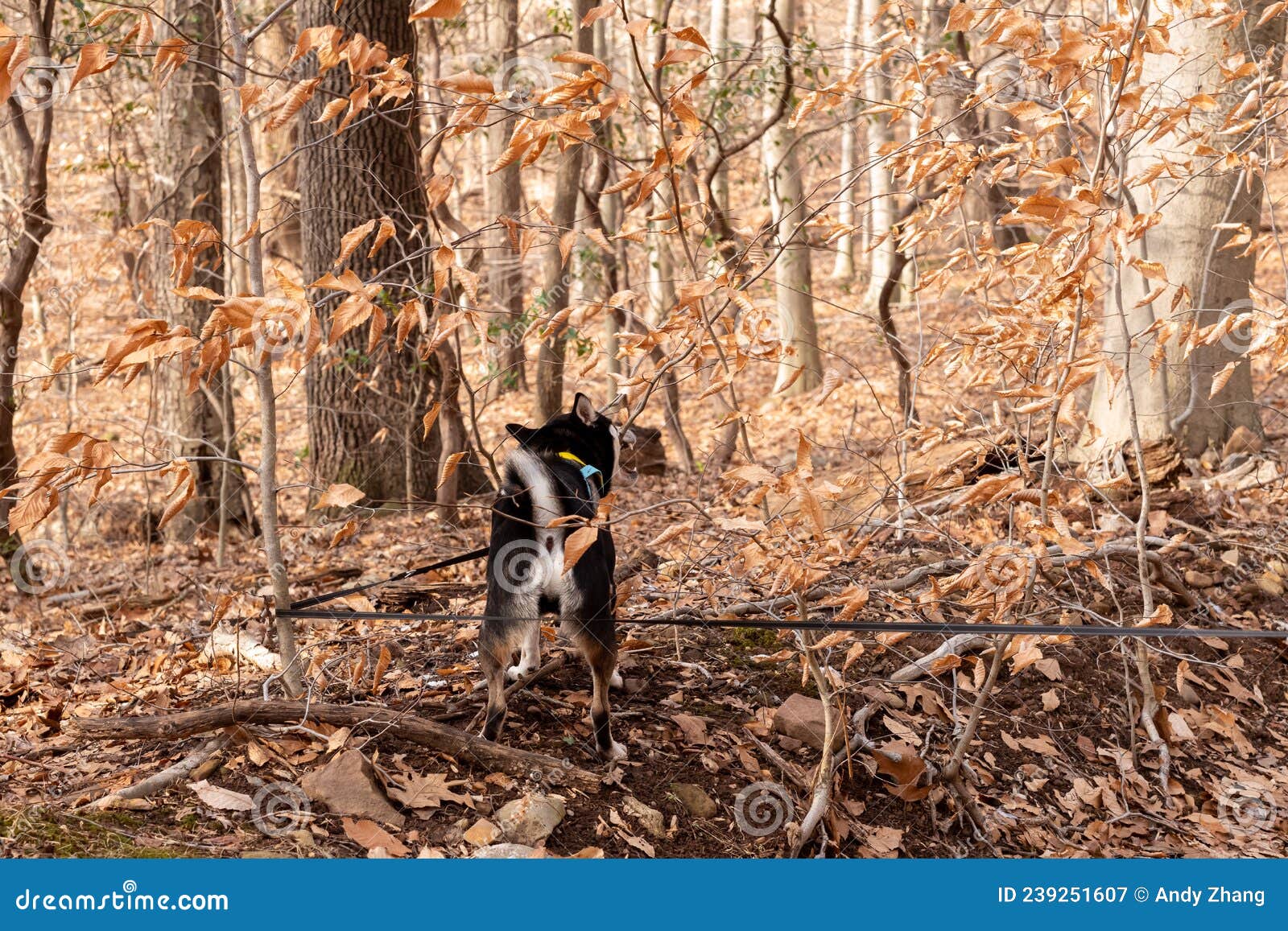 Dog in forest stock image. Image of forest, gnawing - 239251607