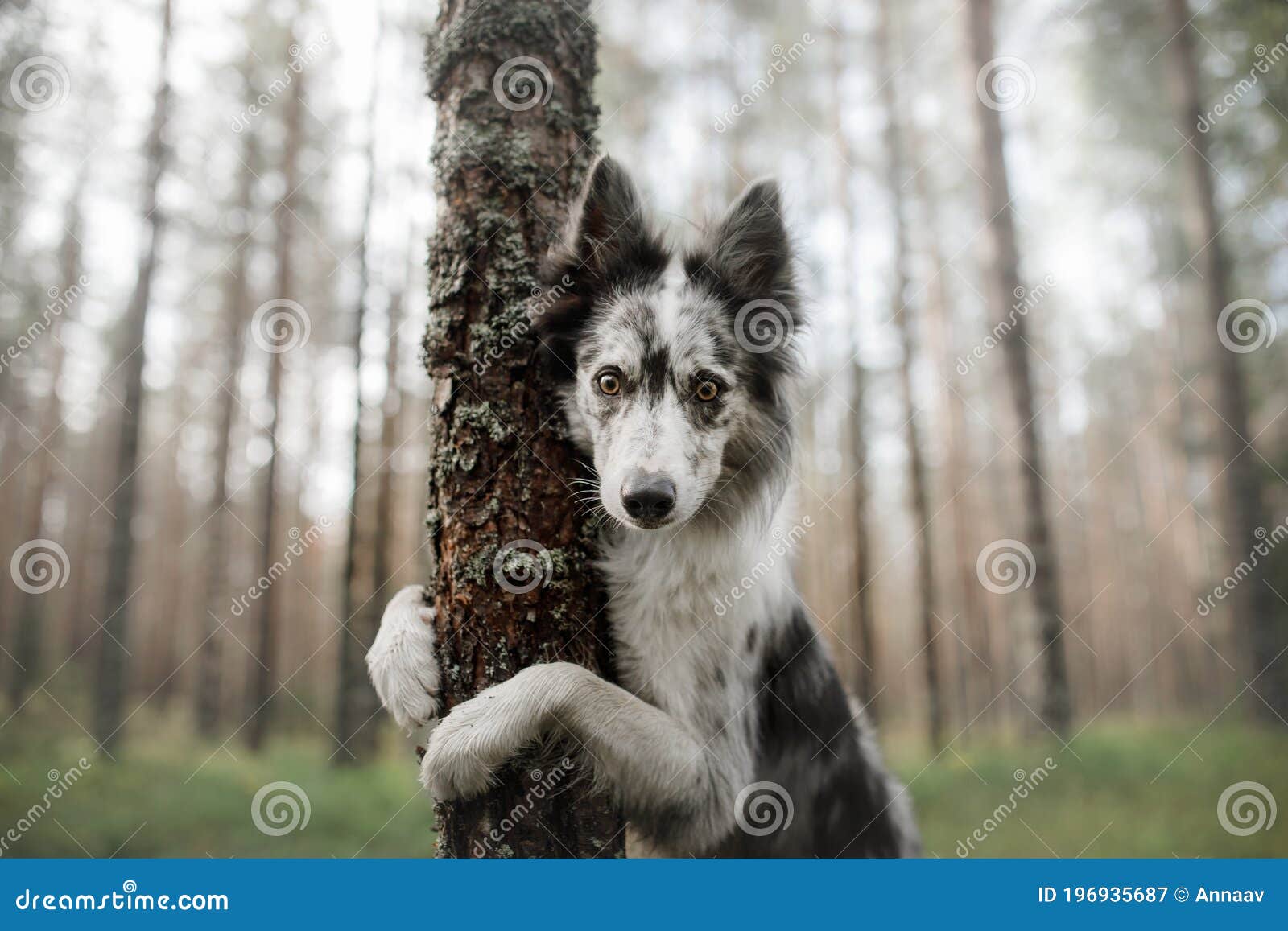 Dog in the Forest. Marble Border Collie in Nature Stock Image - Image ...