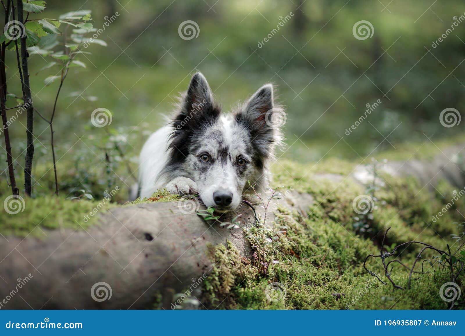 Dog in the Forest. Marble Border Collie in Nature Stock Image - Image ...