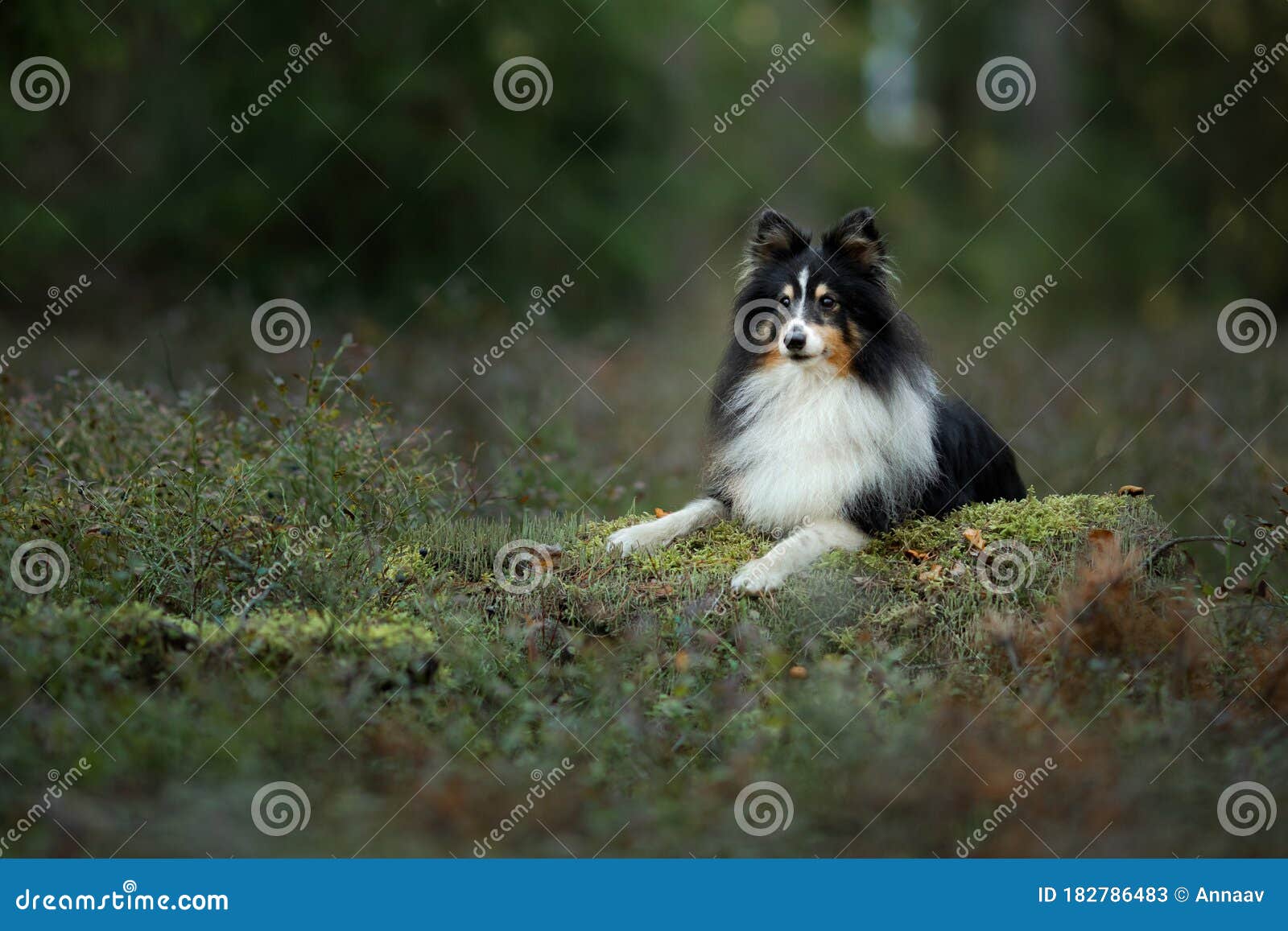 Dog in the Forest. Pet on the Nature Stock Image - Image of sheltie ...