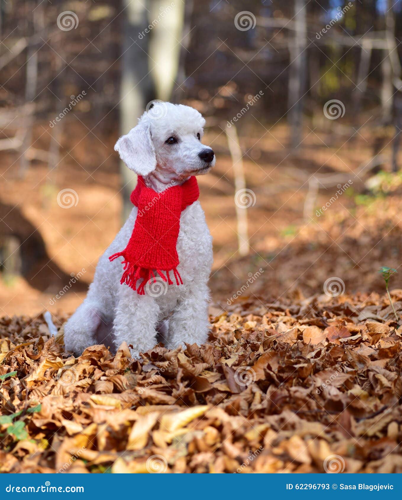 Dog in the forest stock image. Image of autumn, leaf - 62296793