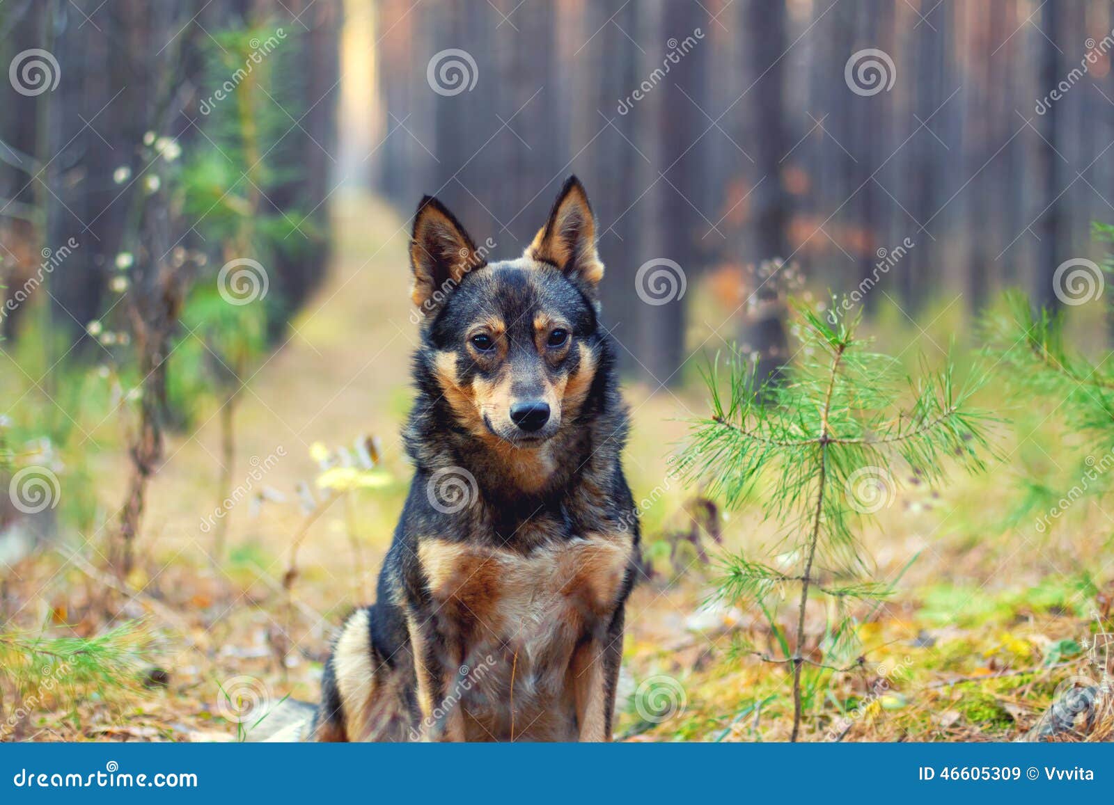 Dog in the forest stock image. Image of hound, pine, homeless - 46605309
