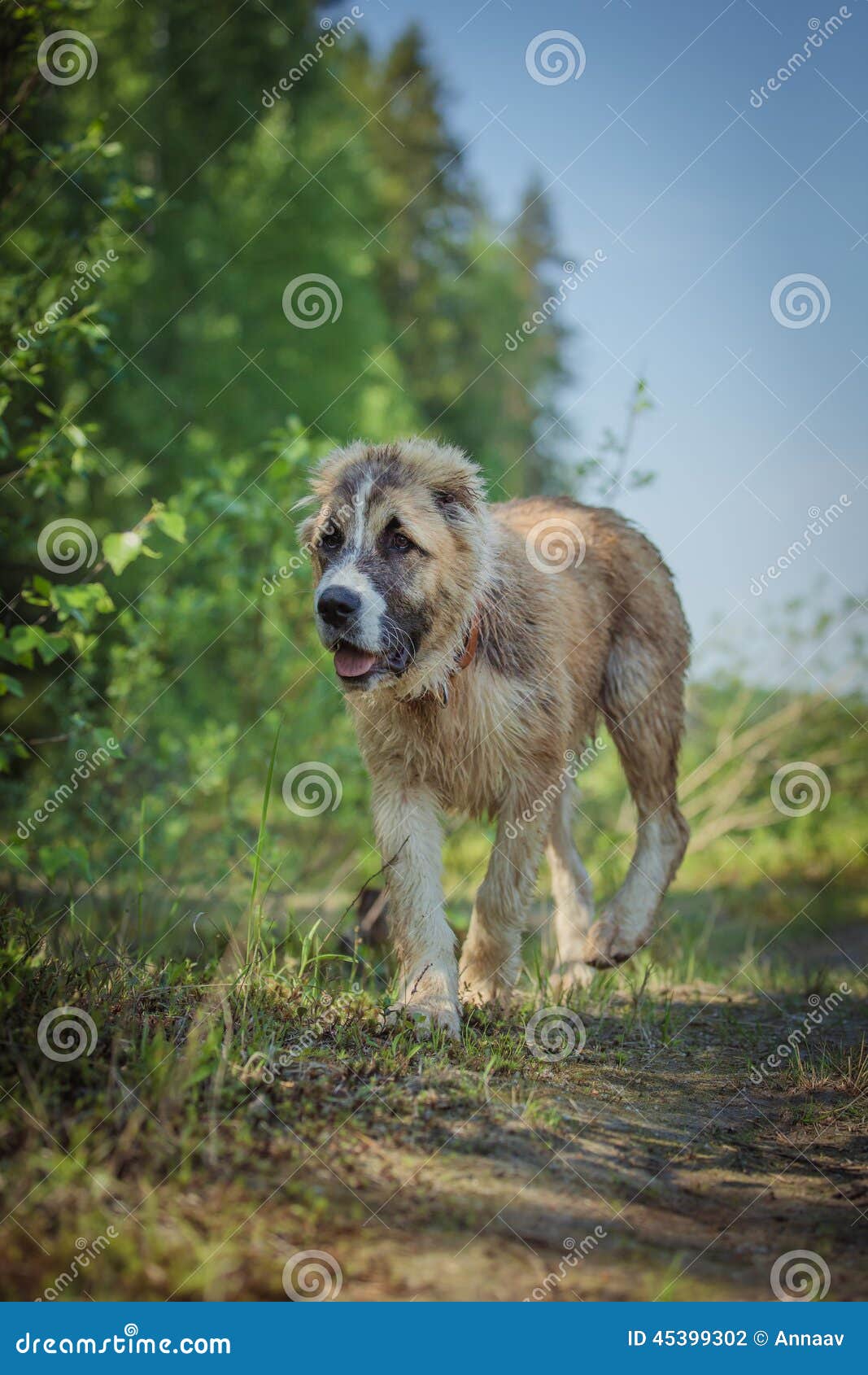 Dog in the forest stock photo. Image of green, cute, activity - 45399302