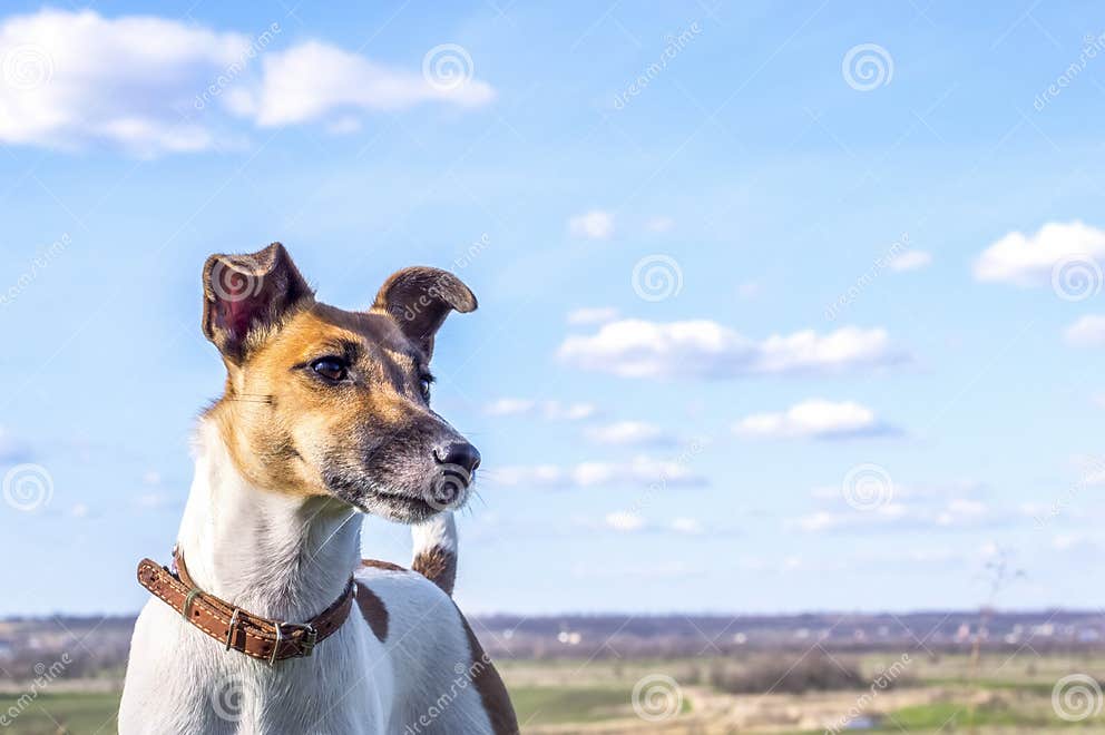 Dog Fox Terrier for a Walk on a Background of Blue Sky Stock Photo ...