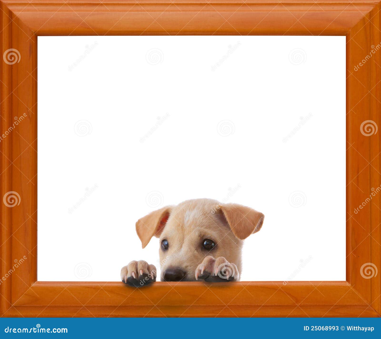 Dog with frame stock image. Image of portrait, mammal - 25068993