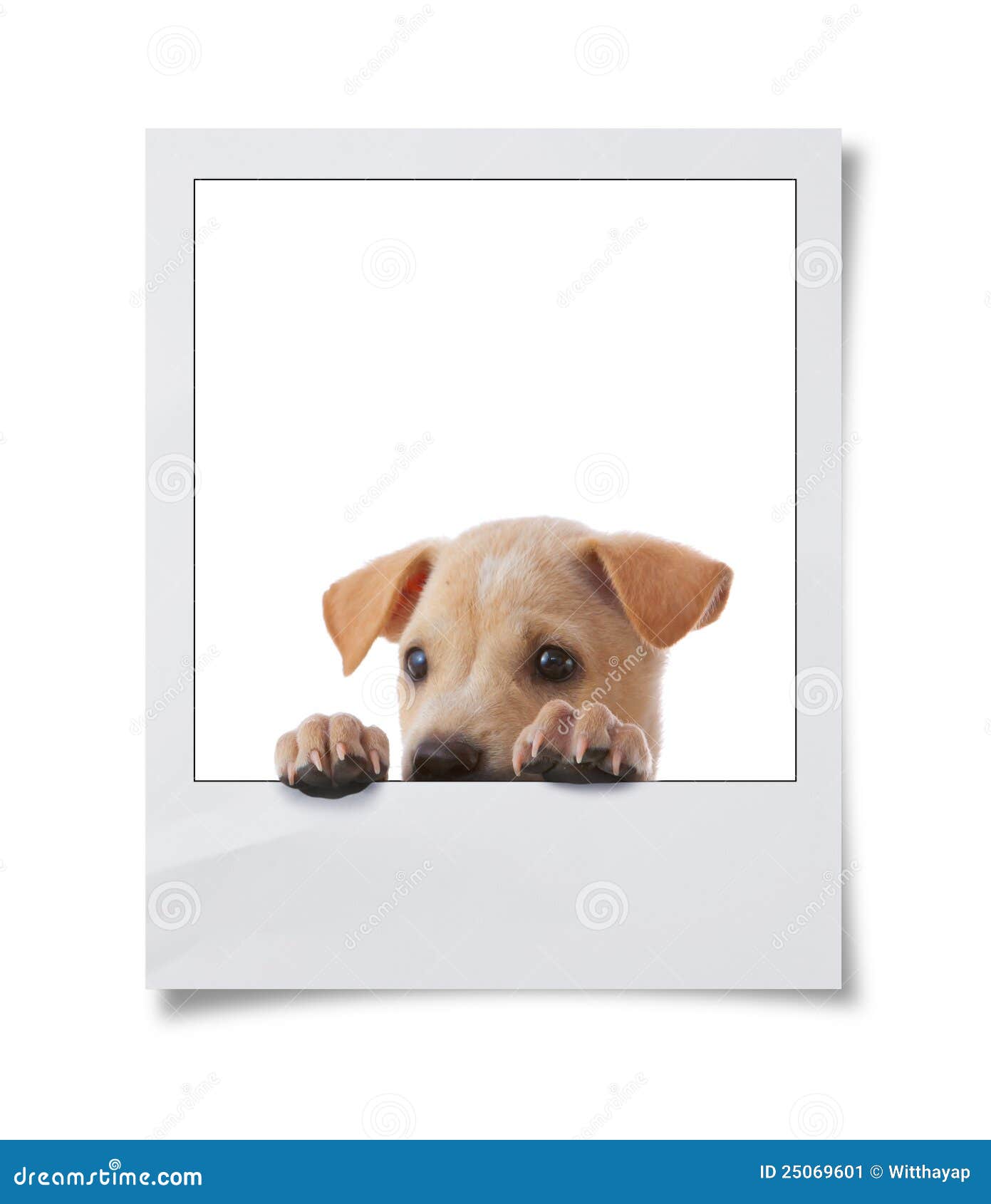 Dog with frame stock image. Image of purebred, cute, puppy - 25069601