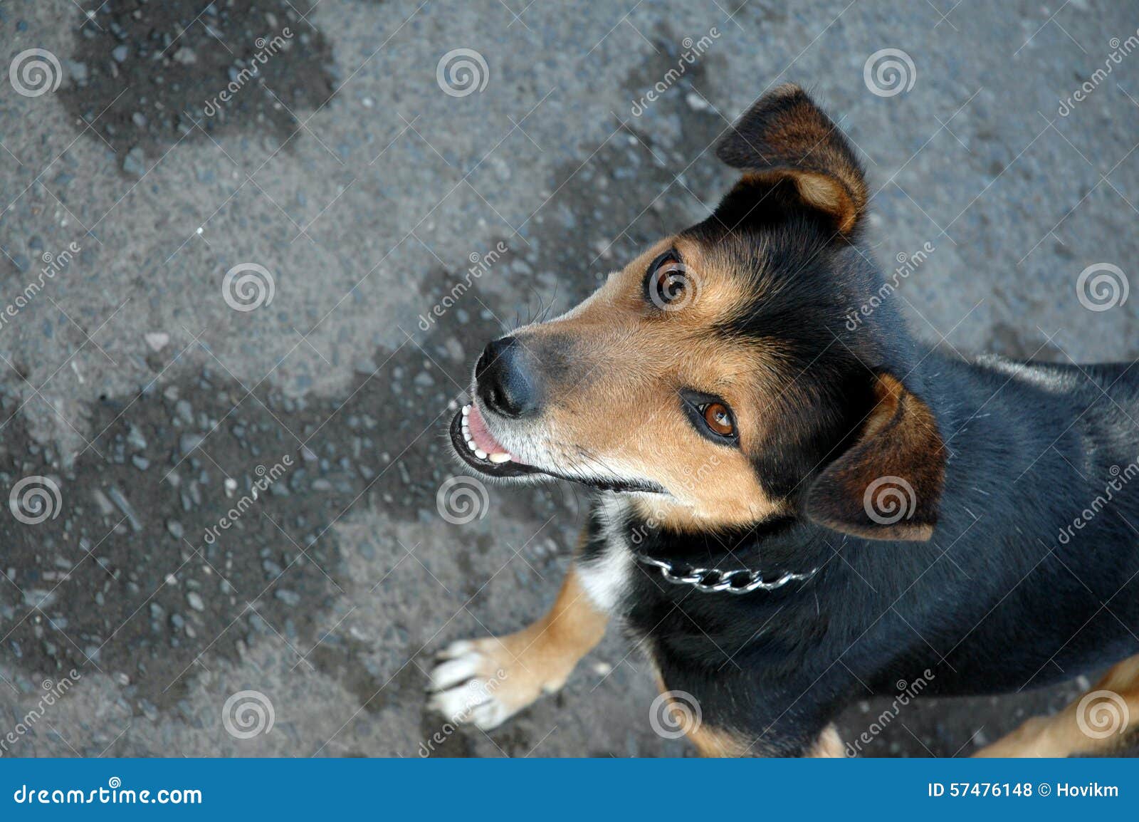 Dog in freedom stock photo. Image of black, eyes, pets - 57476148