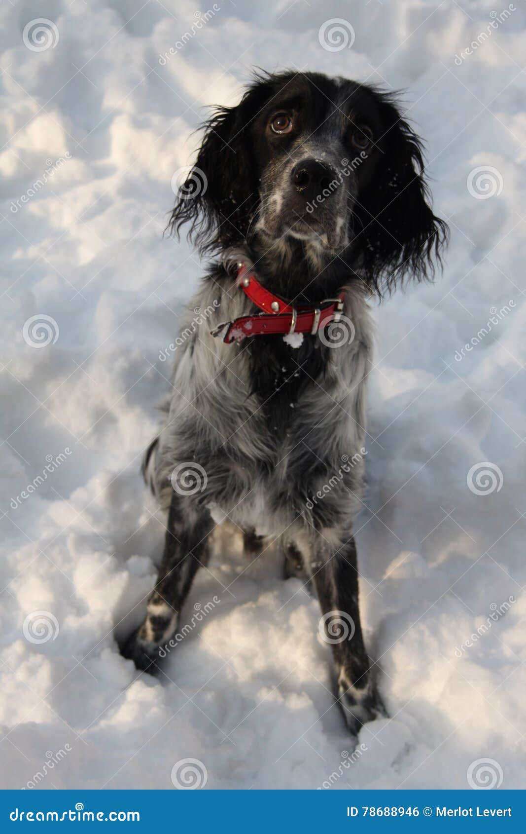 A Dog Freezing and Playing in a Snow Stock Photo - Image of freezing ...
