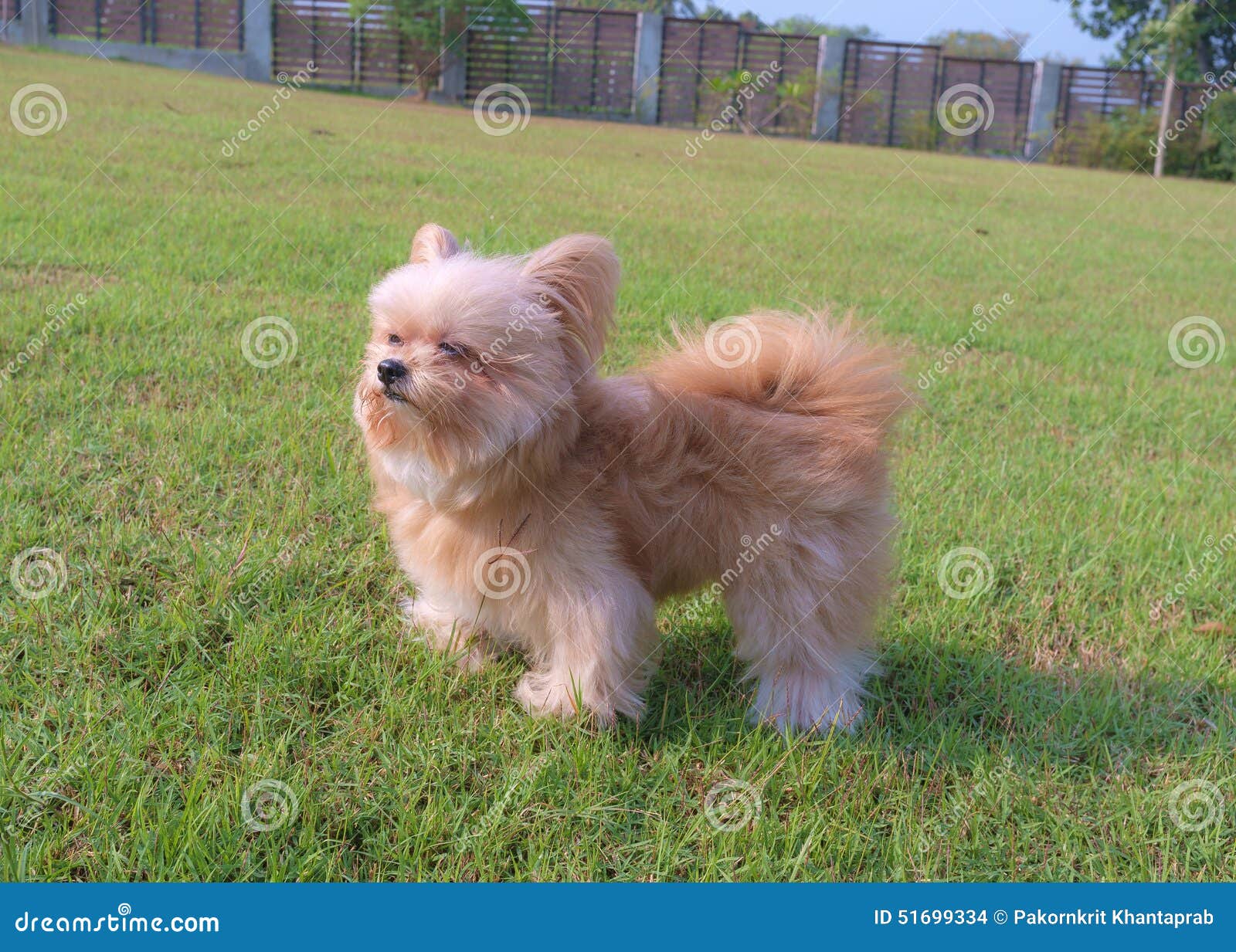 Dog with Fresh Air stock photo. Image of animal, breed - 51699334