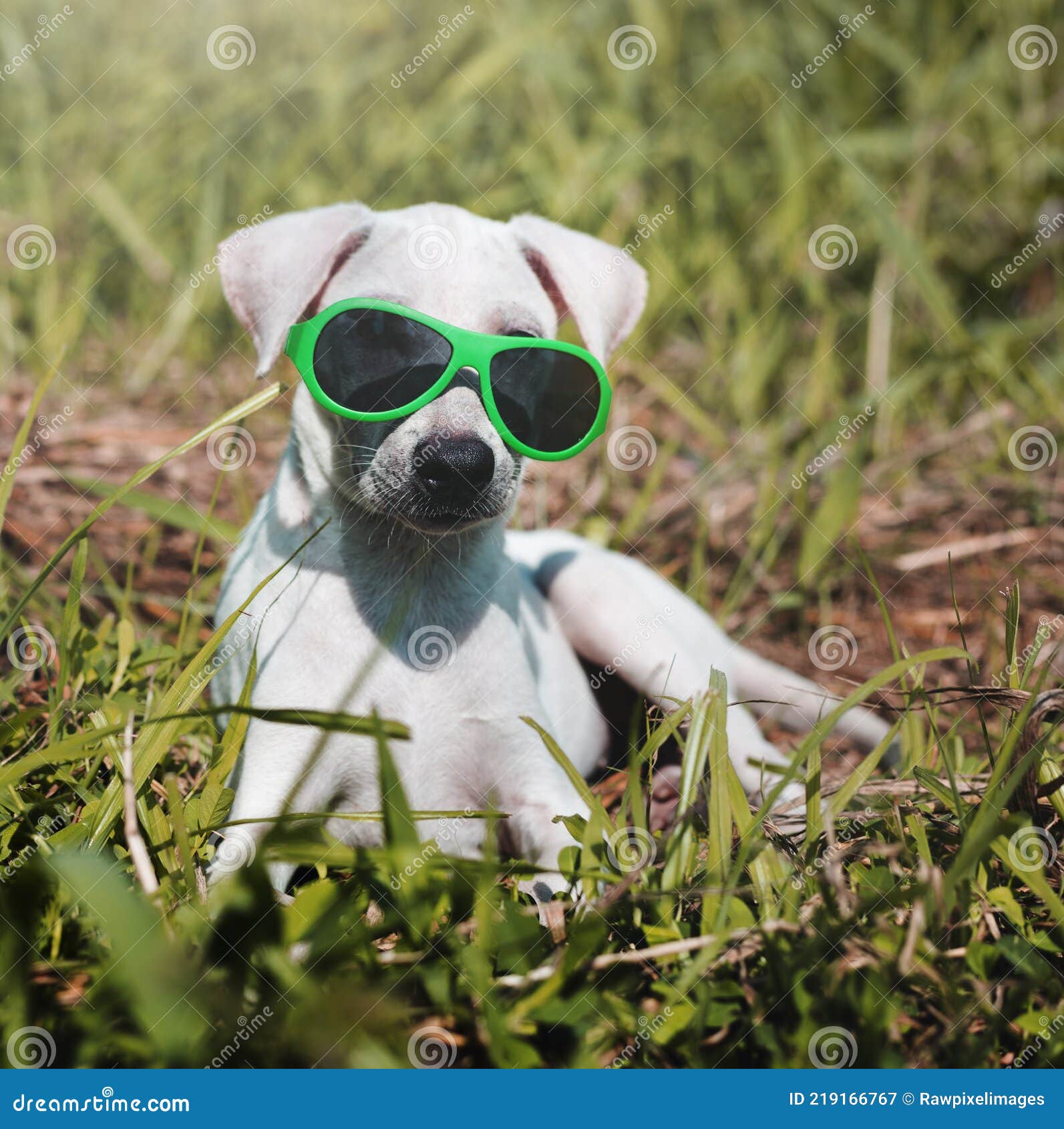Dog Friend Cute Canine Smiling Stock Image - Image of season, festive ...