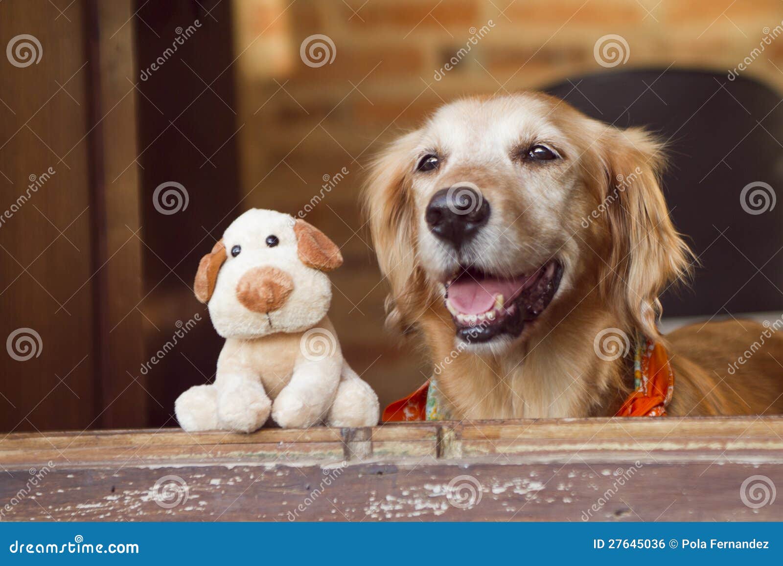 Dog and friend dog toy stock photo. Image of children - 27645036