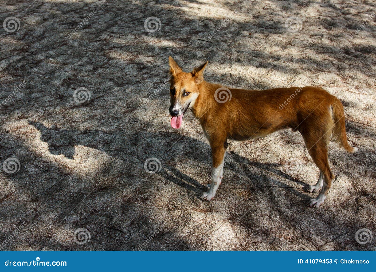 Dog stock image. Image of foamy, beat, canine, tired - 41079453