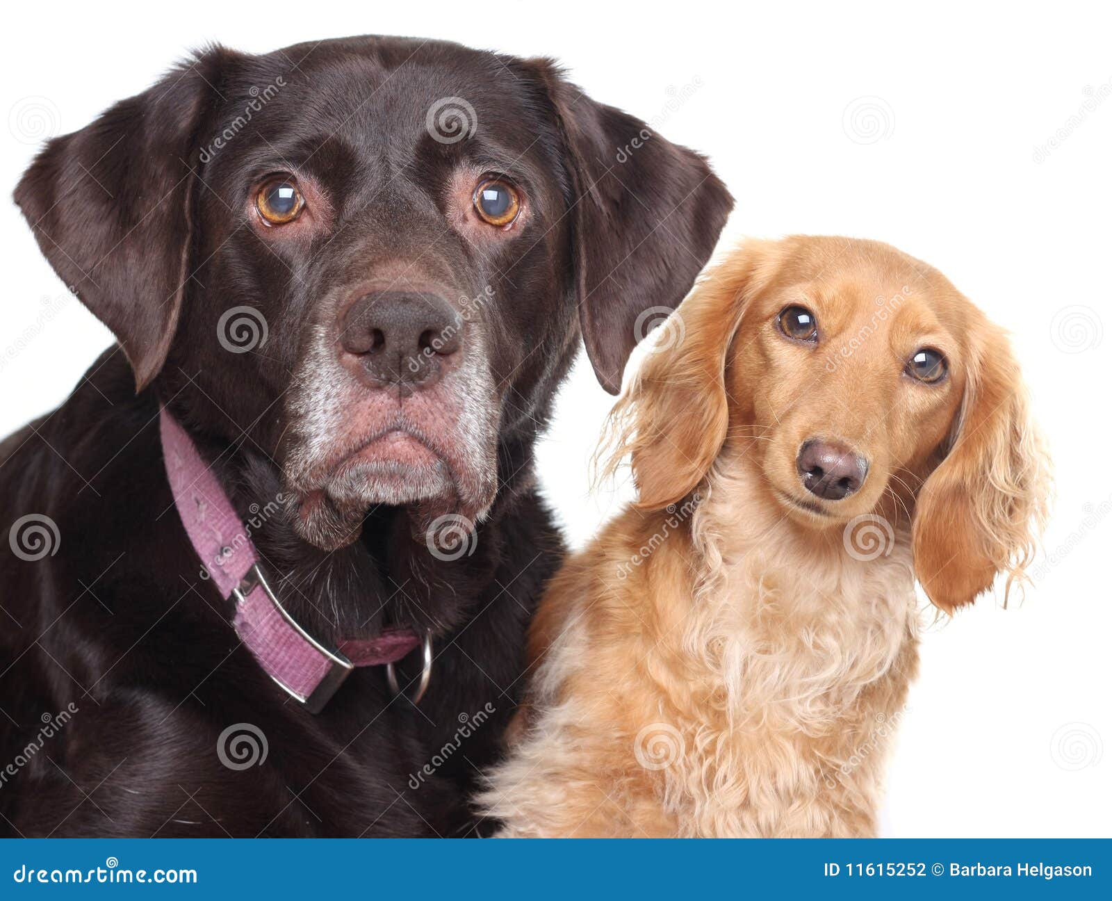 Dog friends stock photo. Image of labrador, dogs, retriever - 11615252