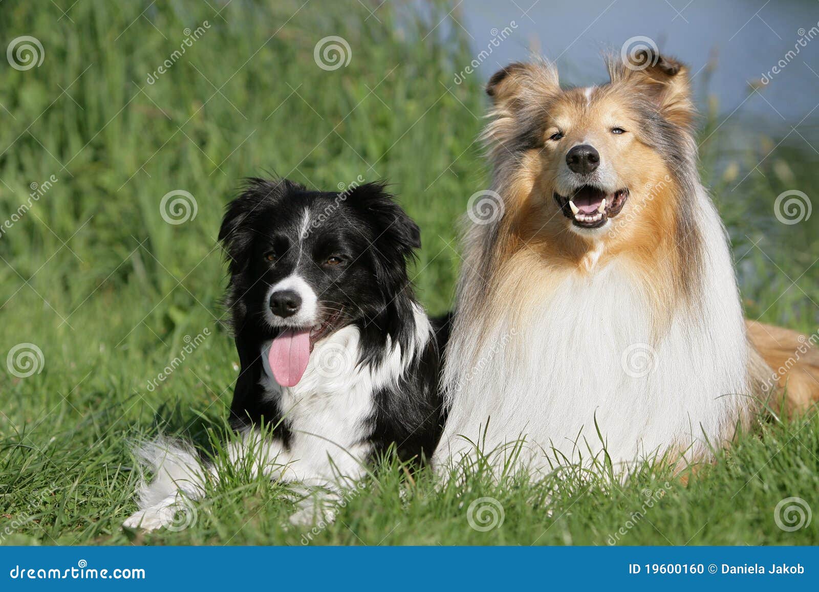 Dog friends stock photo. Image of lovely, happy, behold - 19600160