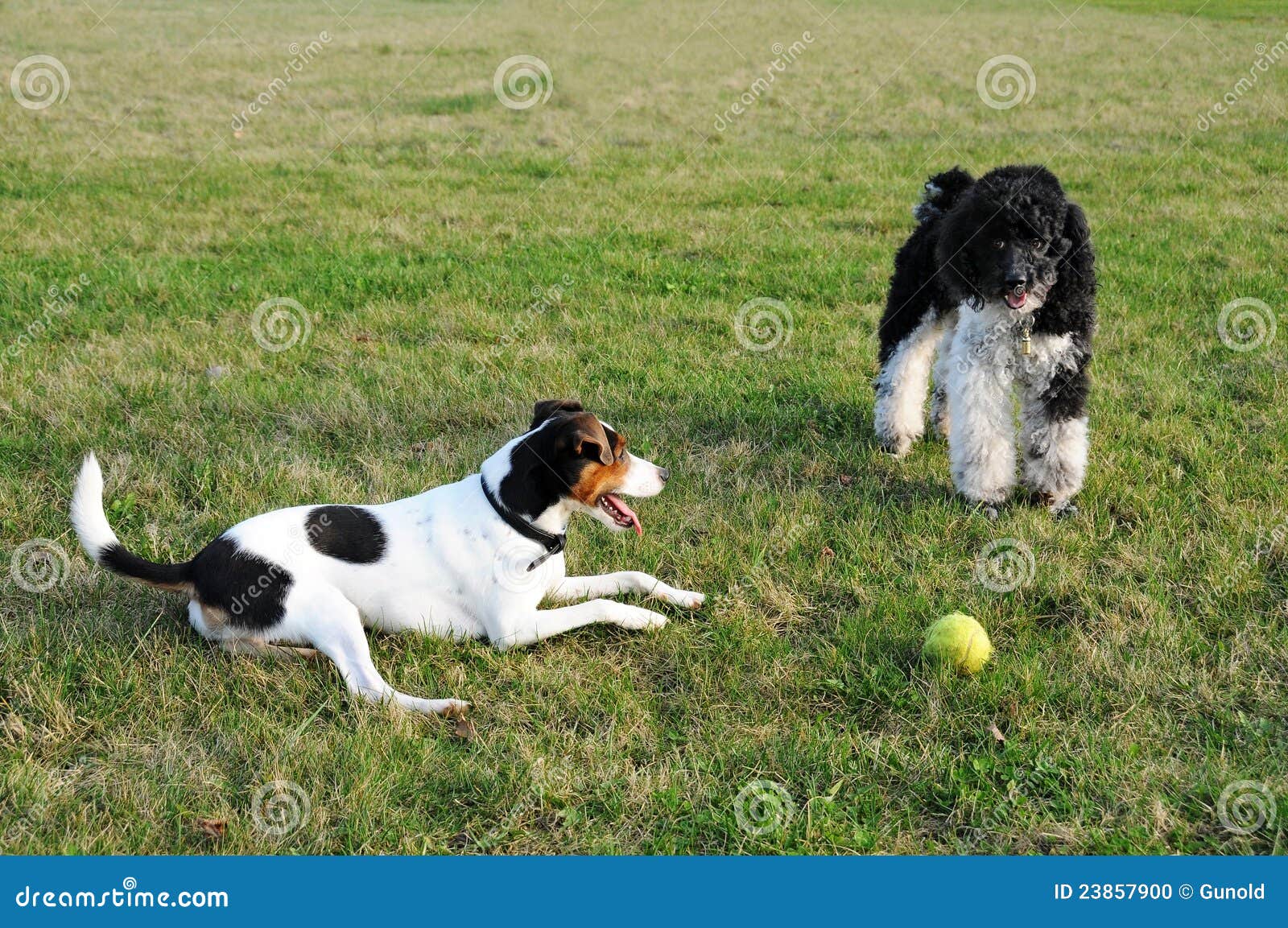 Dog friends stock photo. Image of friend, small, dogs - 23857900