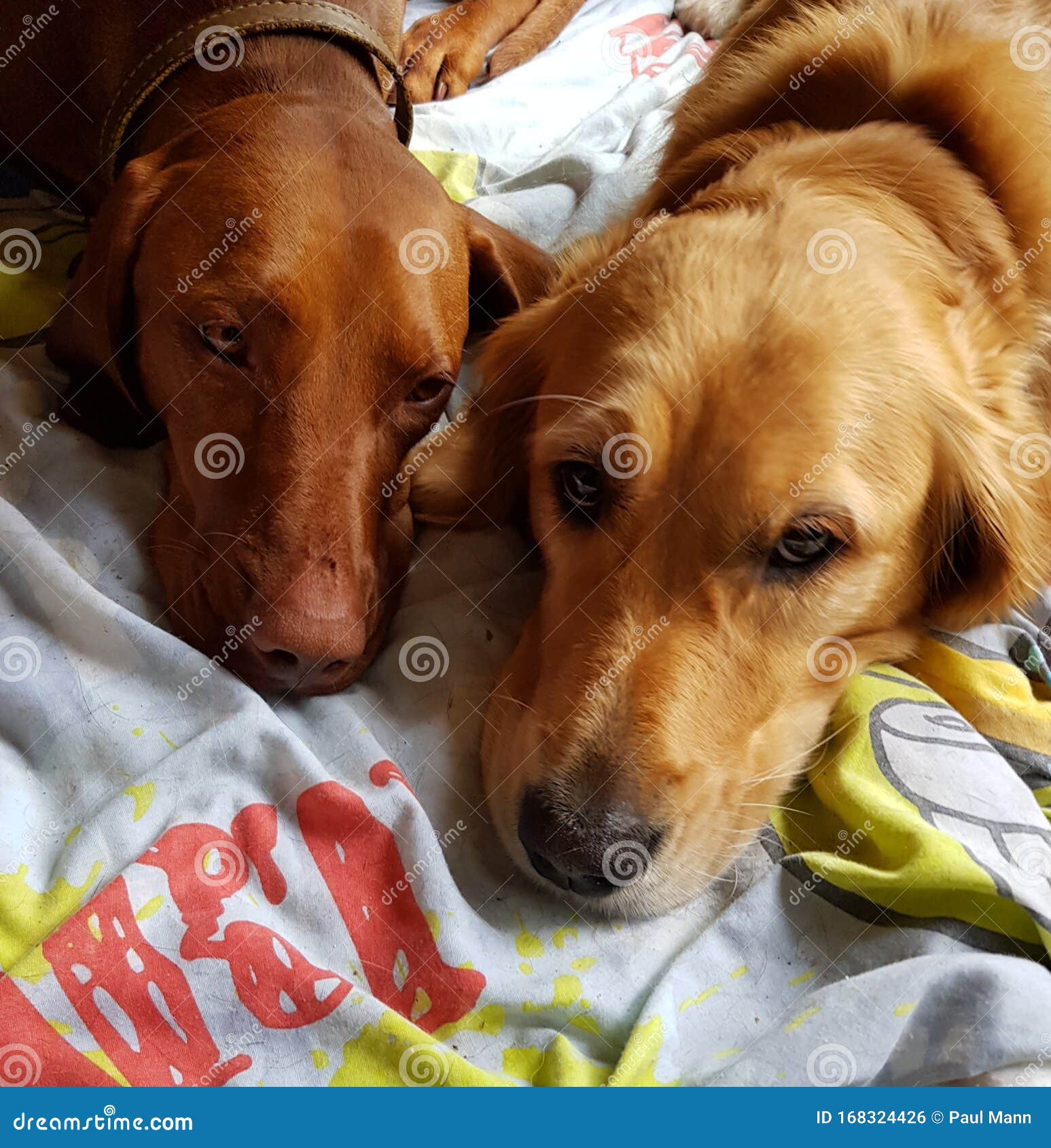 Dog Friends Pals Young Sharing Bed Stock Photo - Image of young ...