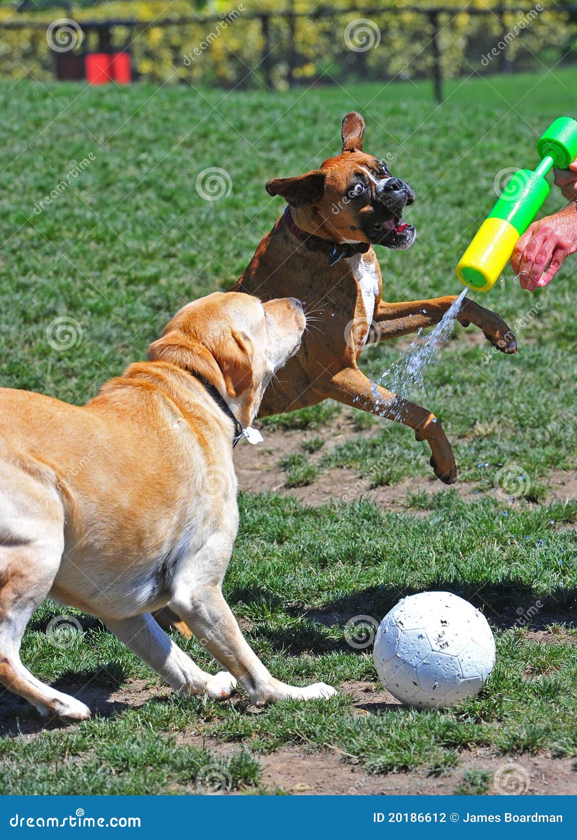 Dog Friends at play stock photo. Image of panting, large - 20186612