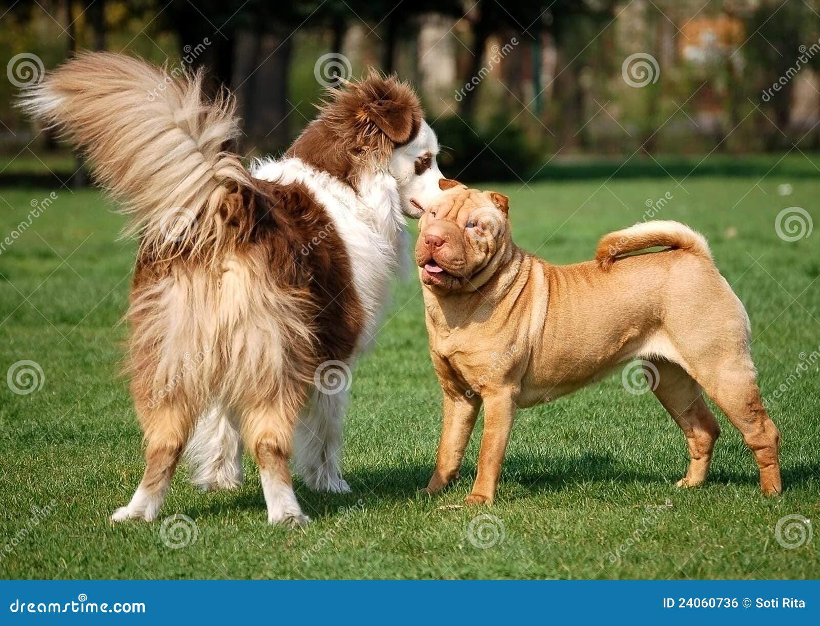 Dog friendship stock photo. Image of expression, focused - 24060736