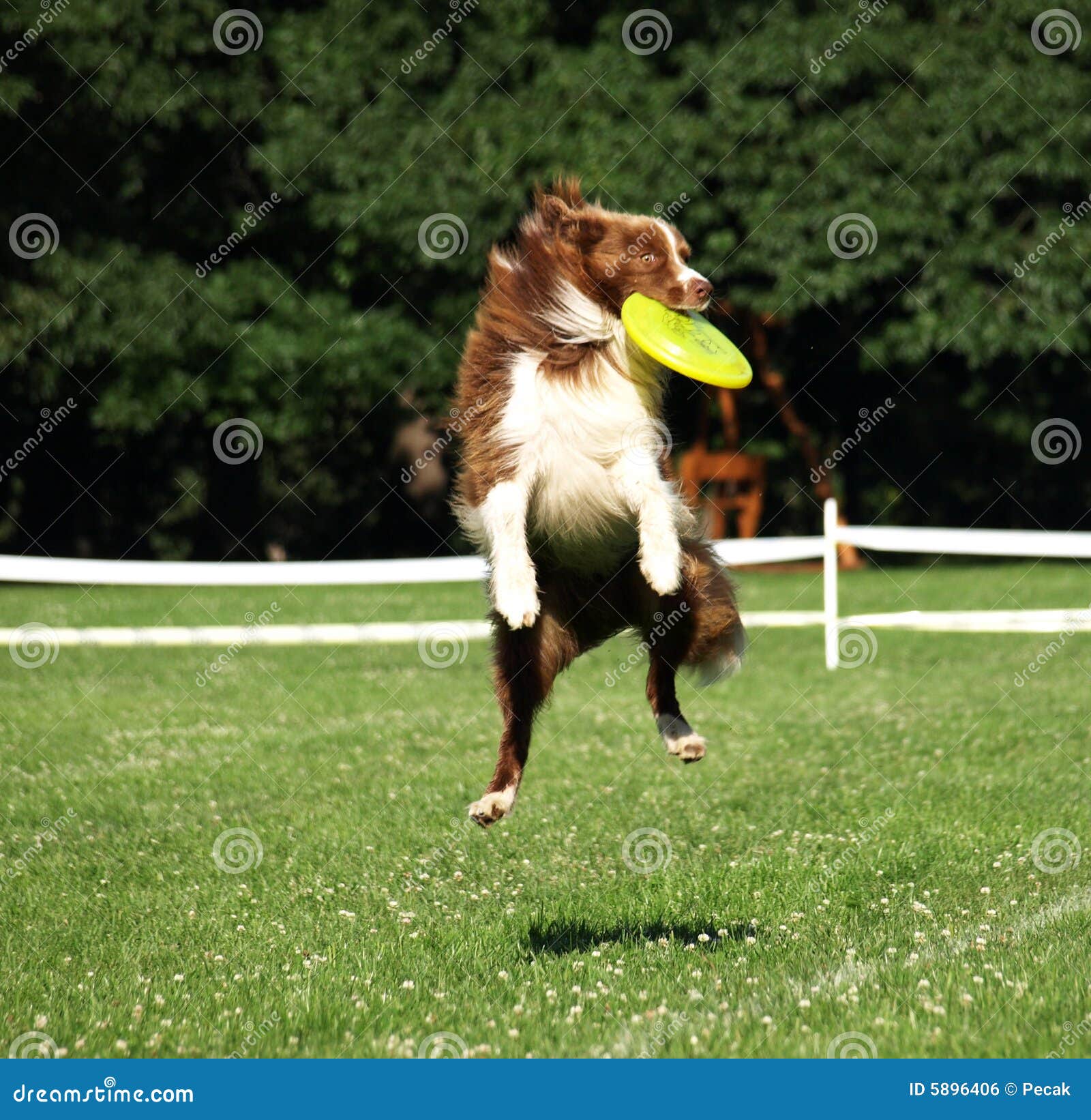 Dog frisbee stock photo. Image of frisbee, pets, lifestyle - 5896406