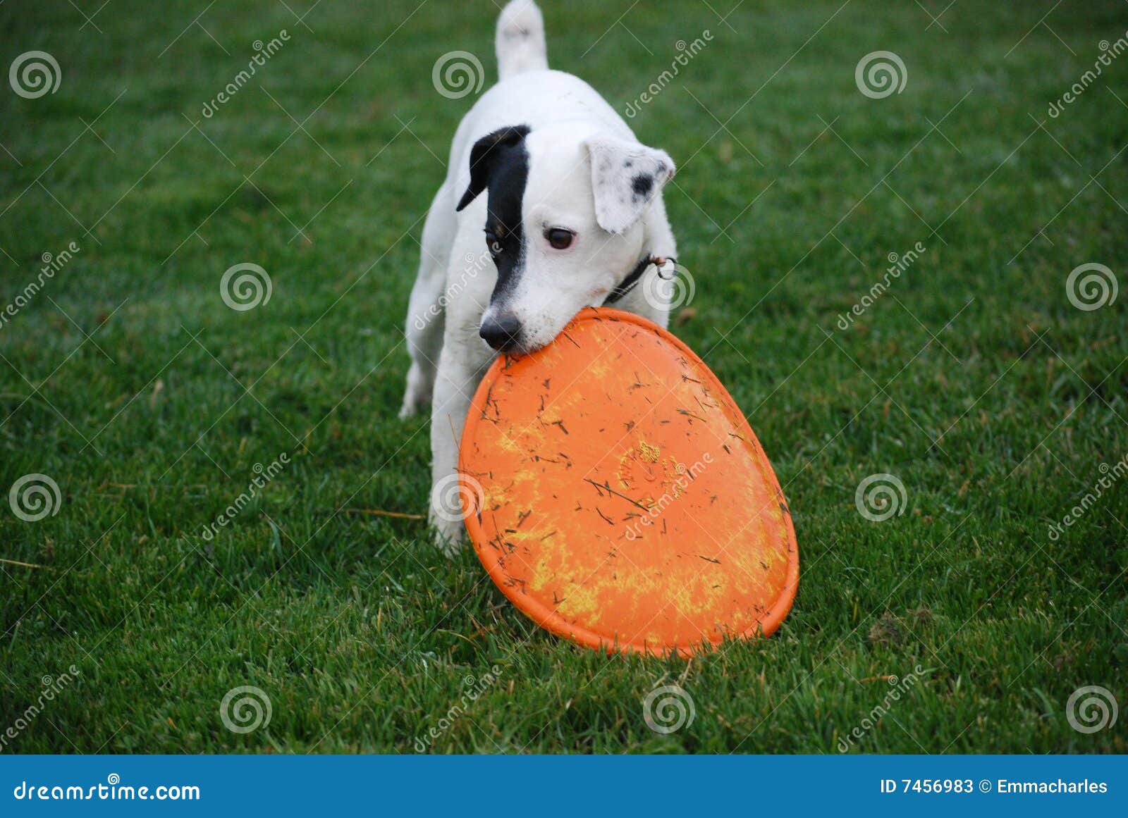 Dog Dropping a Frisbee on Command Stock Image - Image of teach ...