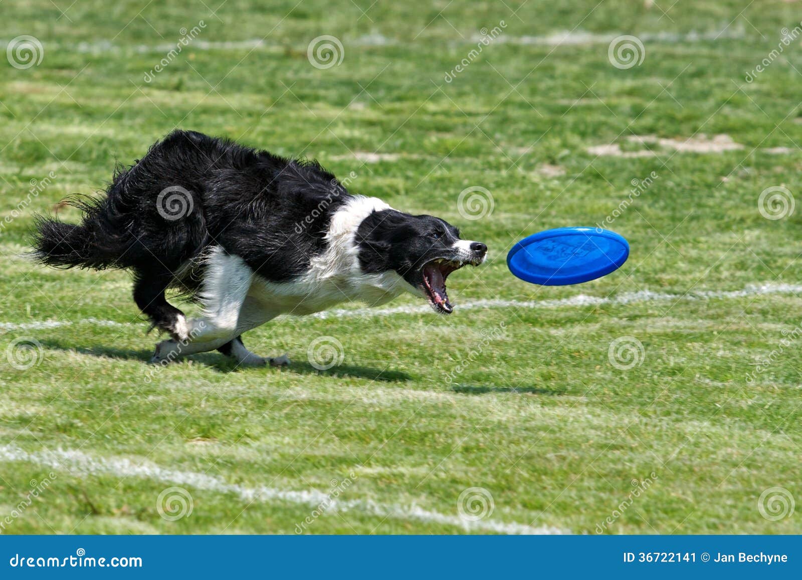 Dog frisbee stock image. Image of sport, black, white - 36722141