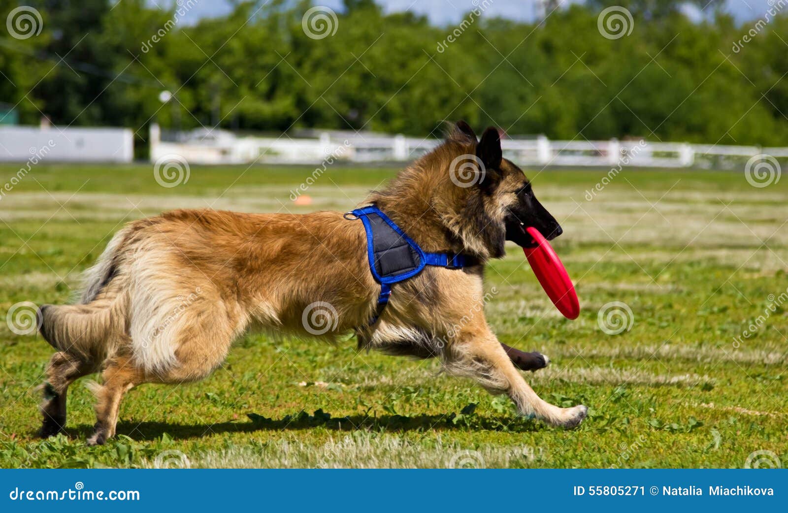 Dog Frisbee Competitions in Running Disk Stock Image - Image of mammal ...