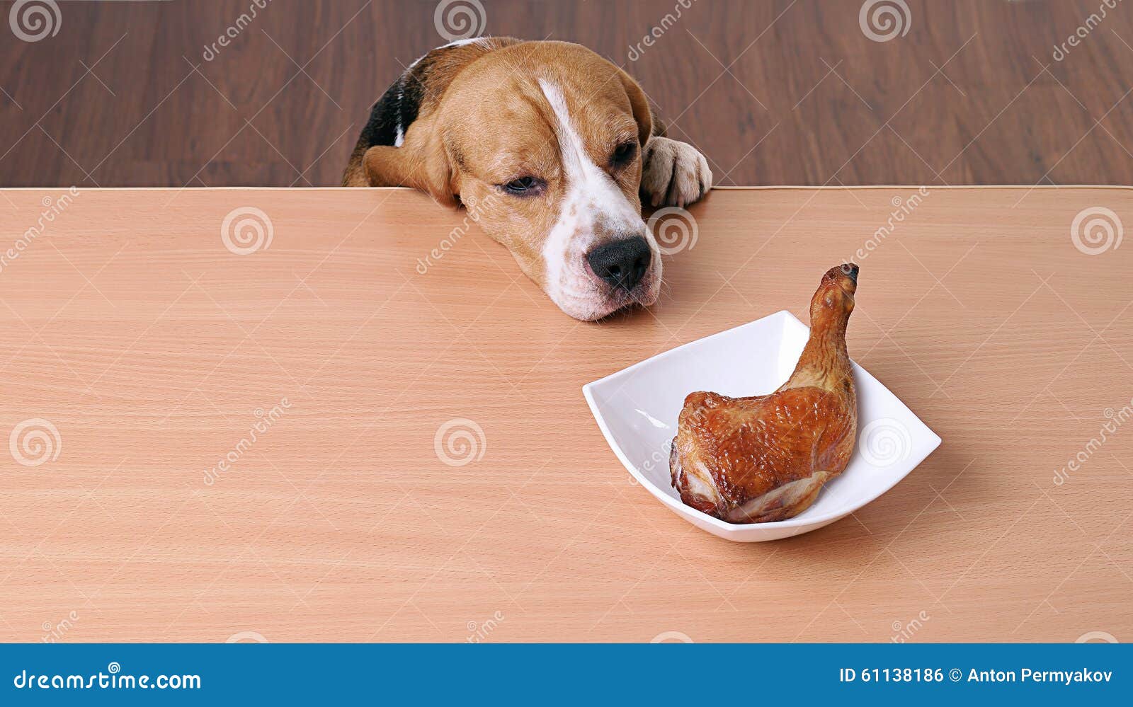 Dog in Front Dish on Table and Looking Piece Chicken Stock Photo ...