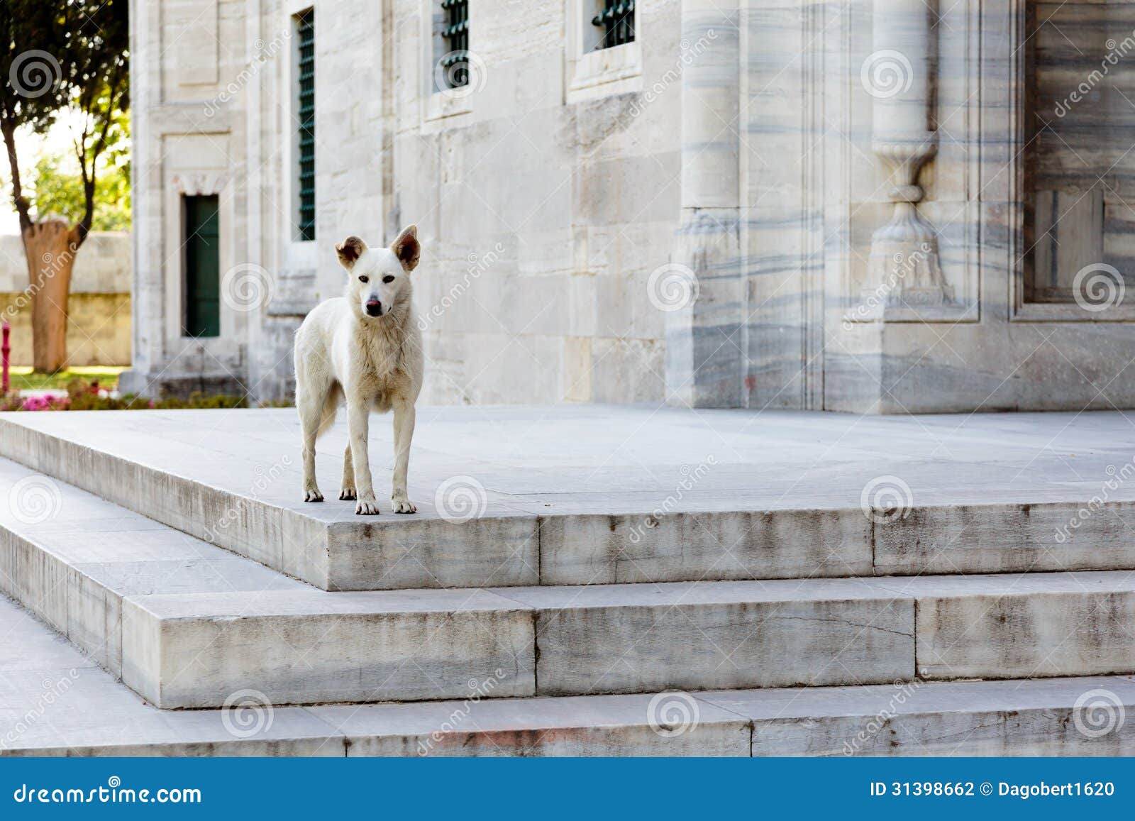 Dog in Front of Suleymaniye Mosque - Istanbul Stock Photo - Image of ...