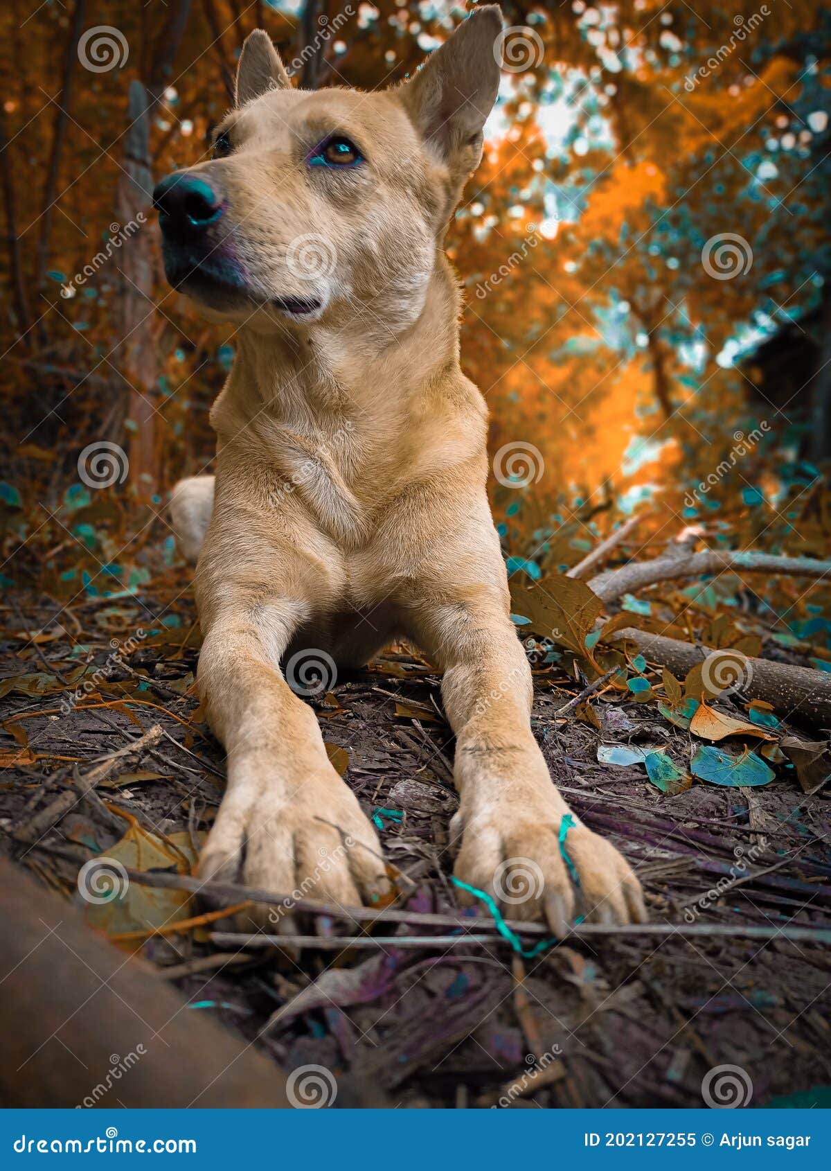 Dog Front View Looking Forward Stock Image - Image of leaf, forest ...