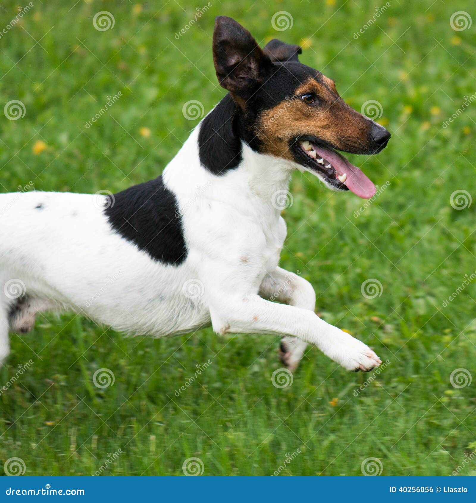 Dog full of energy stock photo. Image of canine, field - 40256056