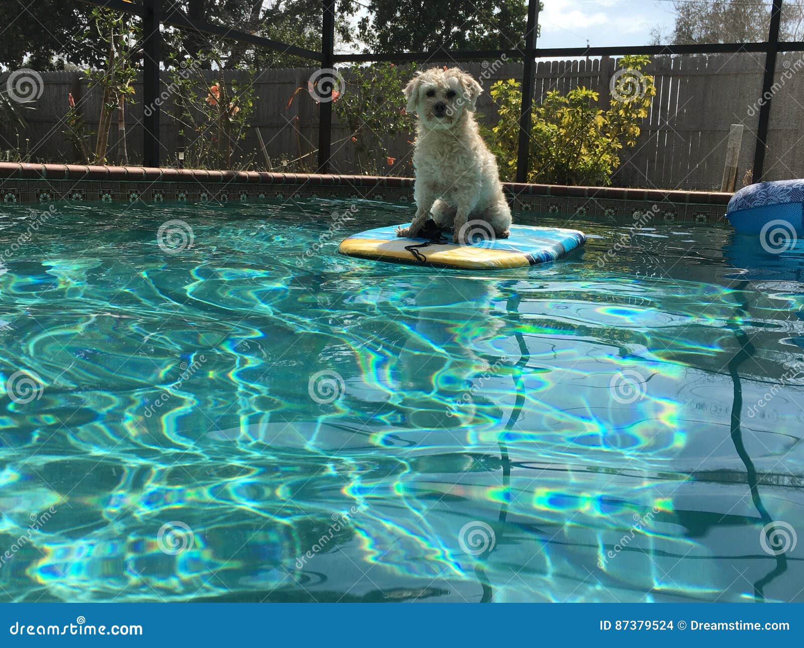 Dog Fun in the Pool stock photo. Image of floirda, boat - 87379524