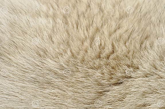 Dog fur stock image. Image of healthy, full, background - 18367141