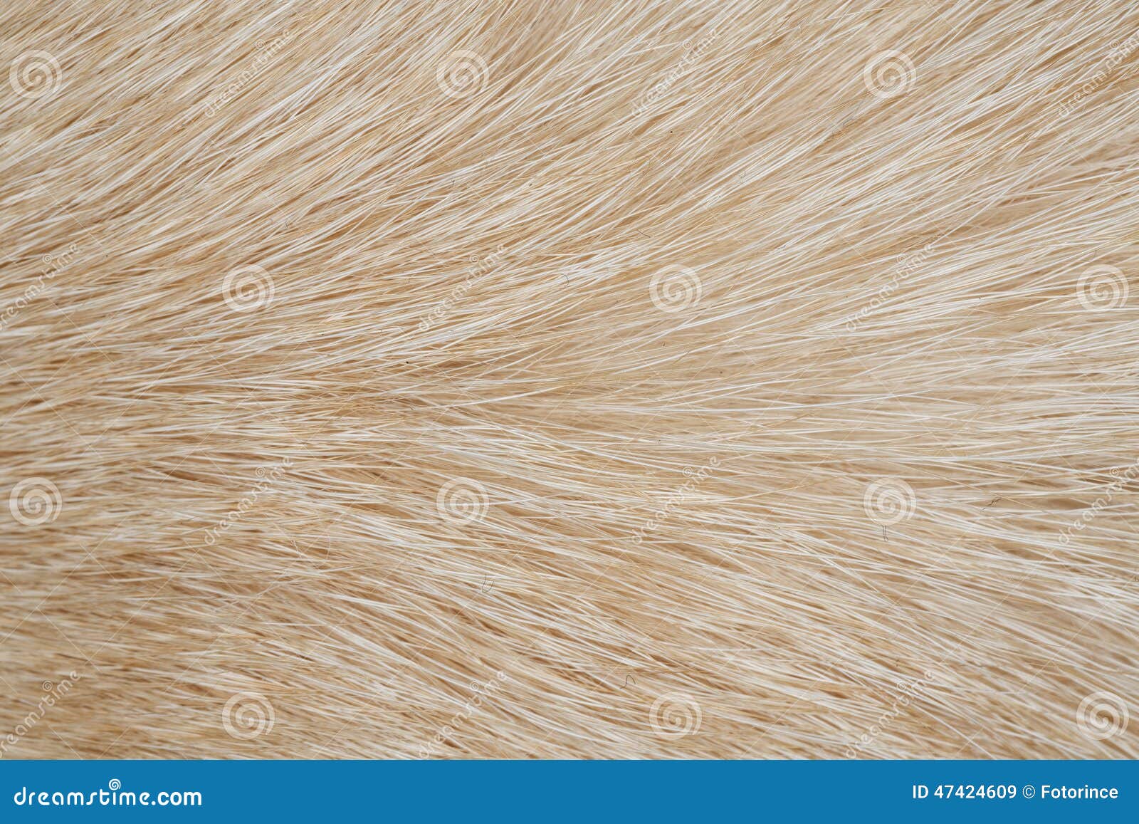 Dog Fur Close Up As Background. Stock Image - Image of small, abstract ...