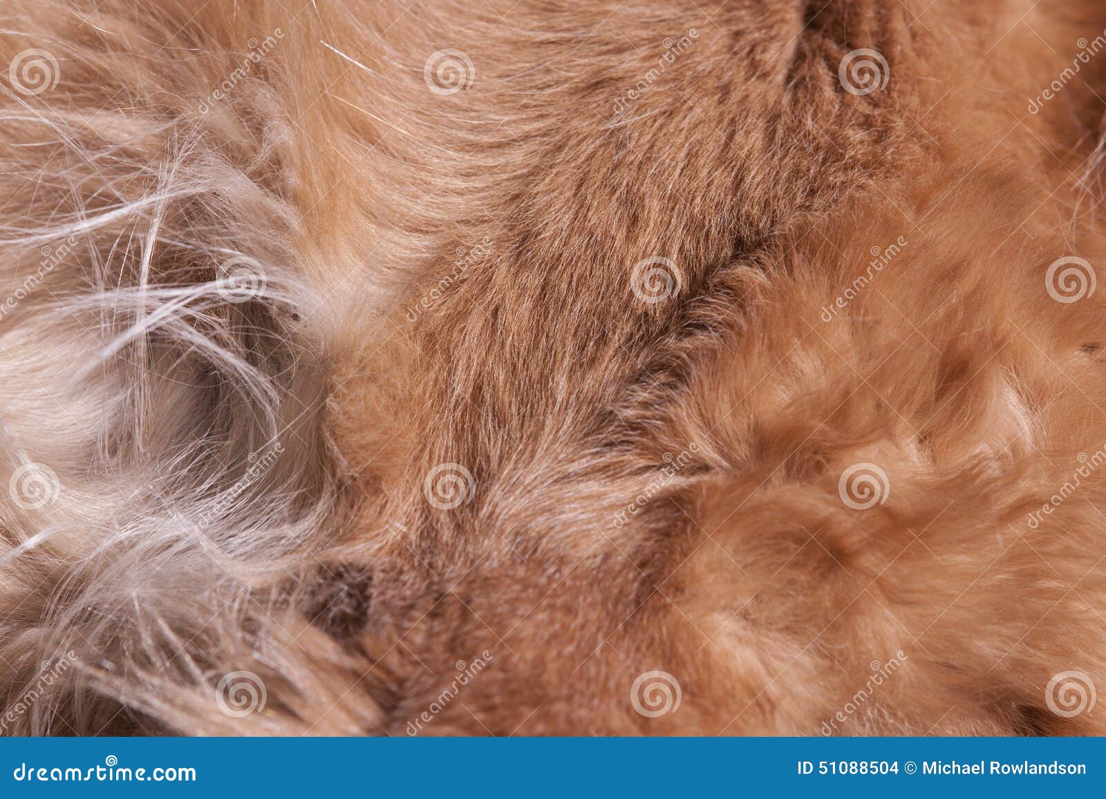 Dog Fur Texture stock photo. Image of grin, green, face - 51088504